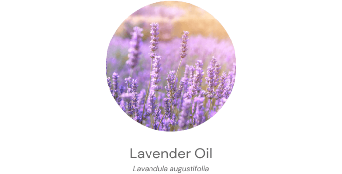 French Lavender Oil - Grassroots Essentials