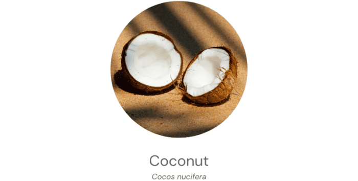 Fractionated Coconut Oil - Grassroots Essentials