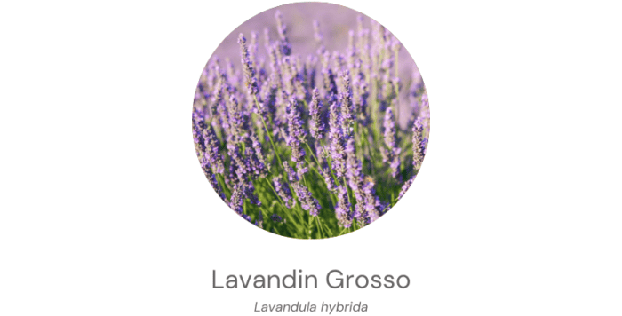 Lavandin Grosso - Grassroots Essentials