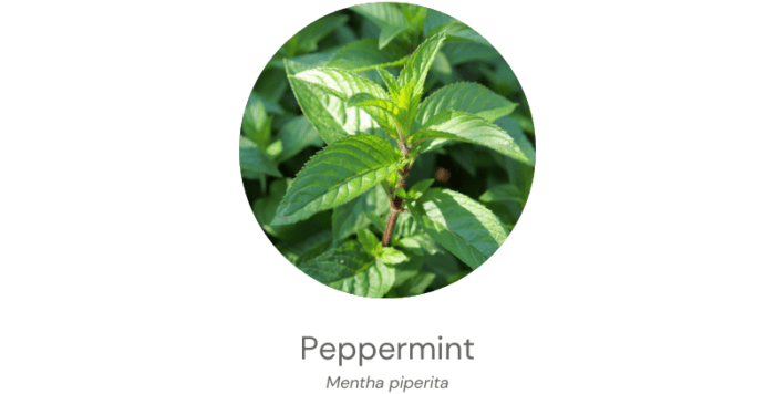 Organic Peppermint Oil - Grassroots Essentials